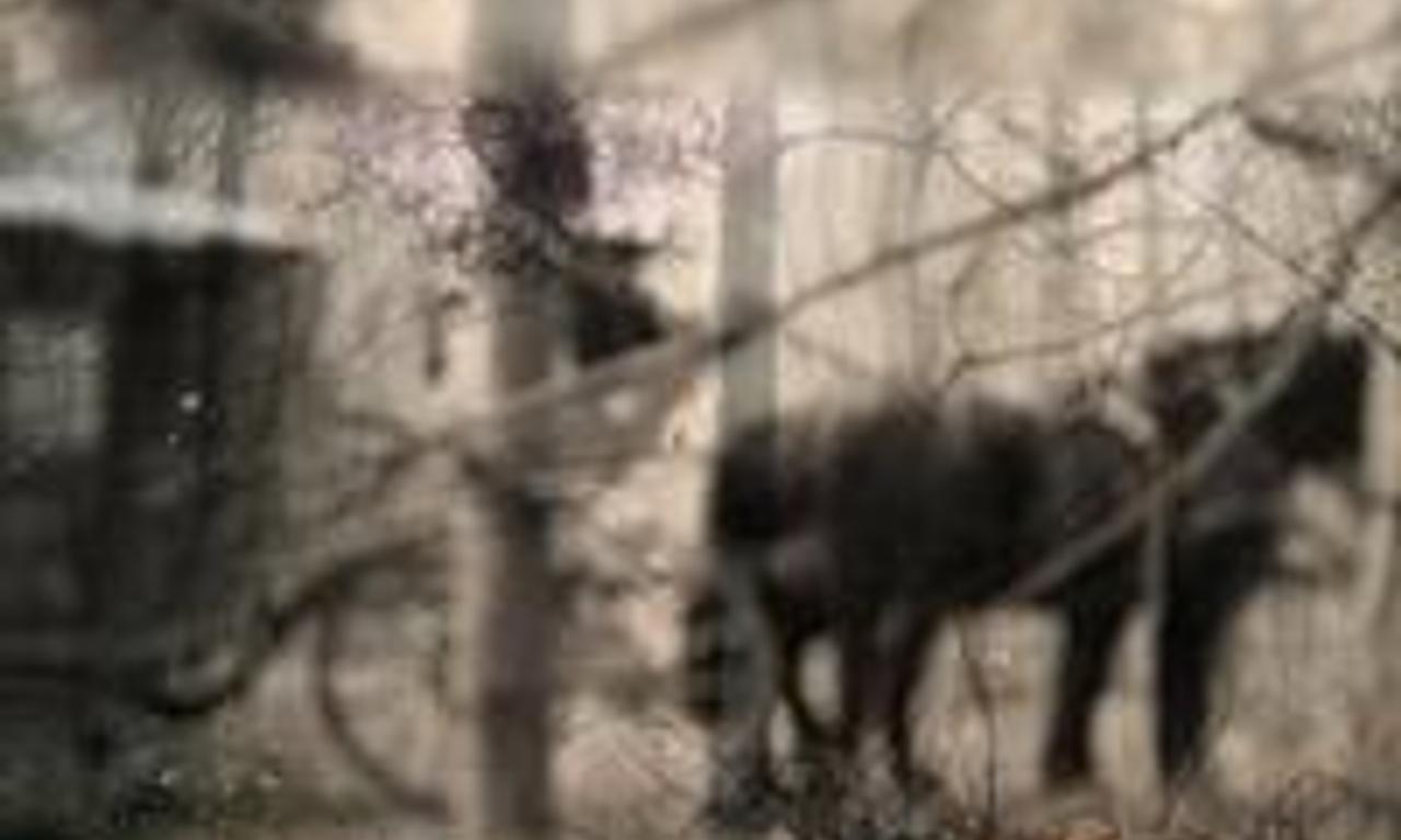 Devilwood - Where to Watch and Stream Online – Entertainment.ie