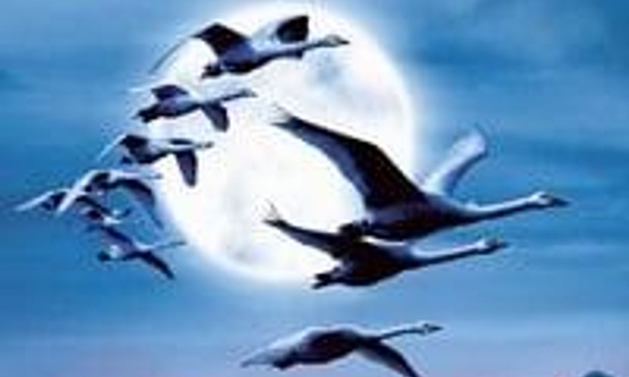 Winged Migration - Where to Watch and Stream Online – Entertainment.ie