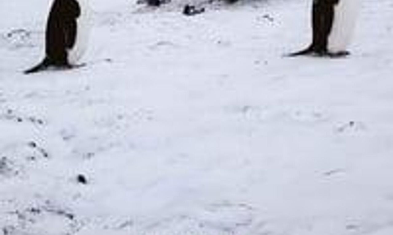 FREM - Where to Watch and Stream Online – Entertainment.ie