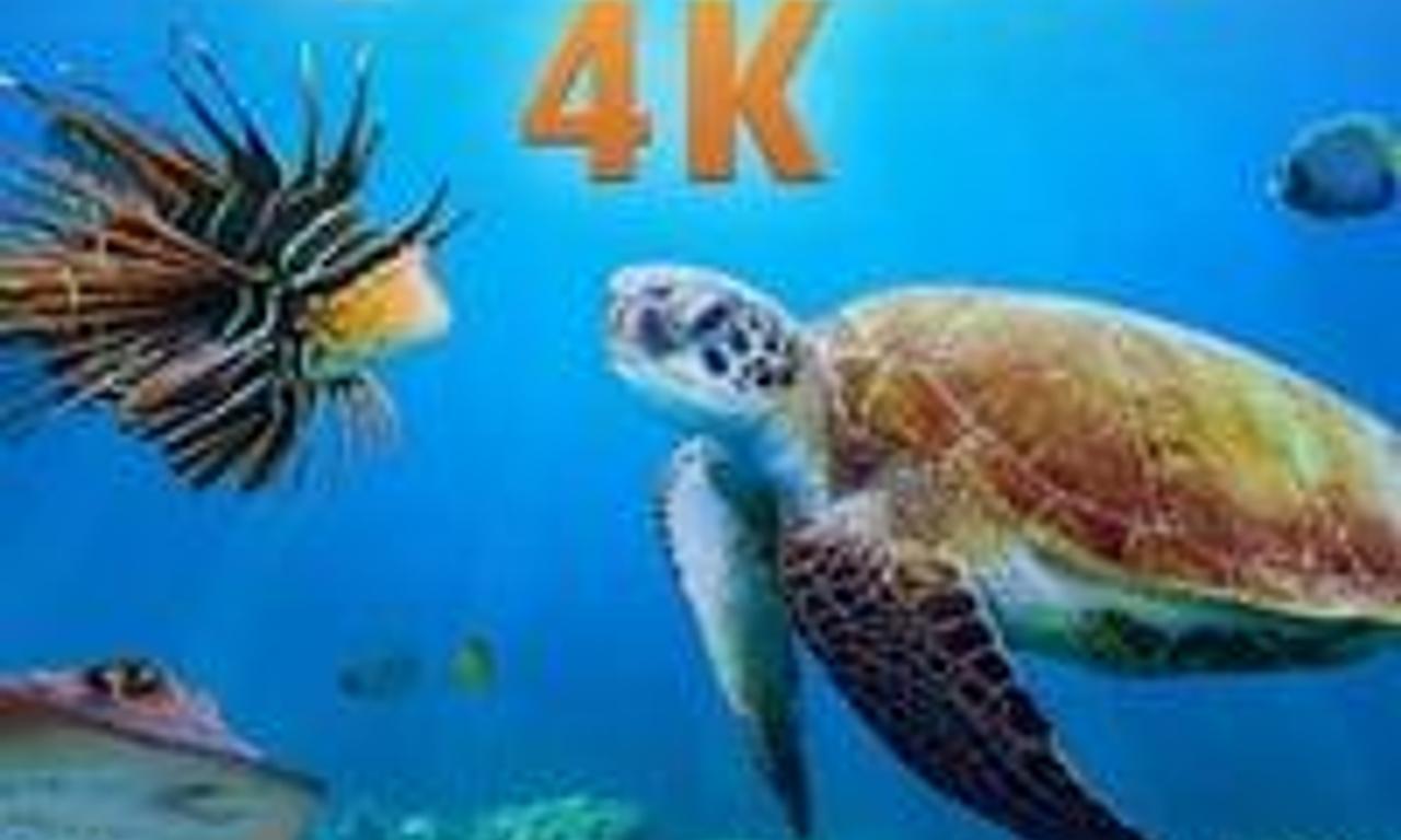 Red Sea - Where to Watch and Stream Online – Entertainment.ie