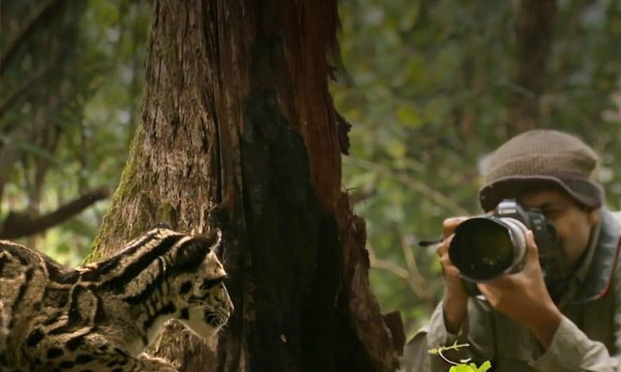India's Wild Leopards - Where to Watch and Stream Online – Entertainment.ie