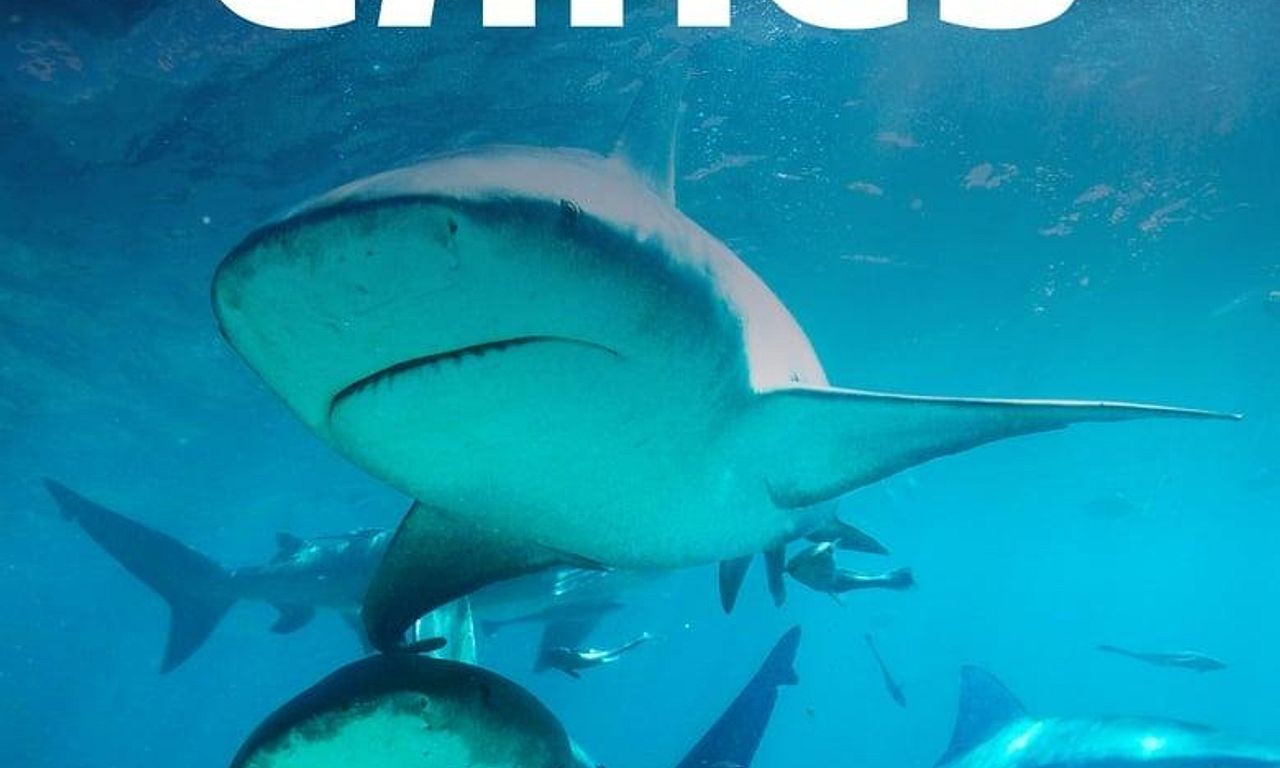 Shark Gangs - Where to Watch and Stream Online – Entertainment.ie