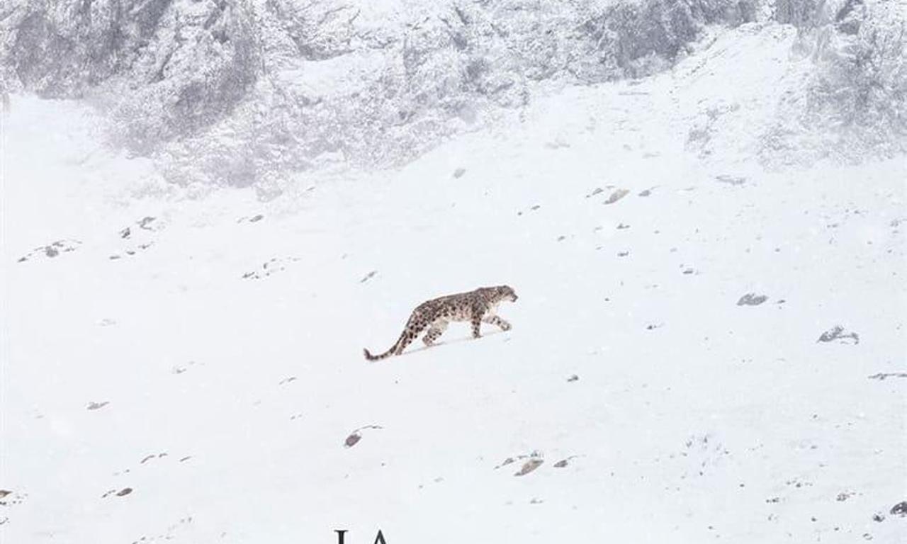 The Velvet Queen - Where to Watch and Stream Online – Entertainment.ie