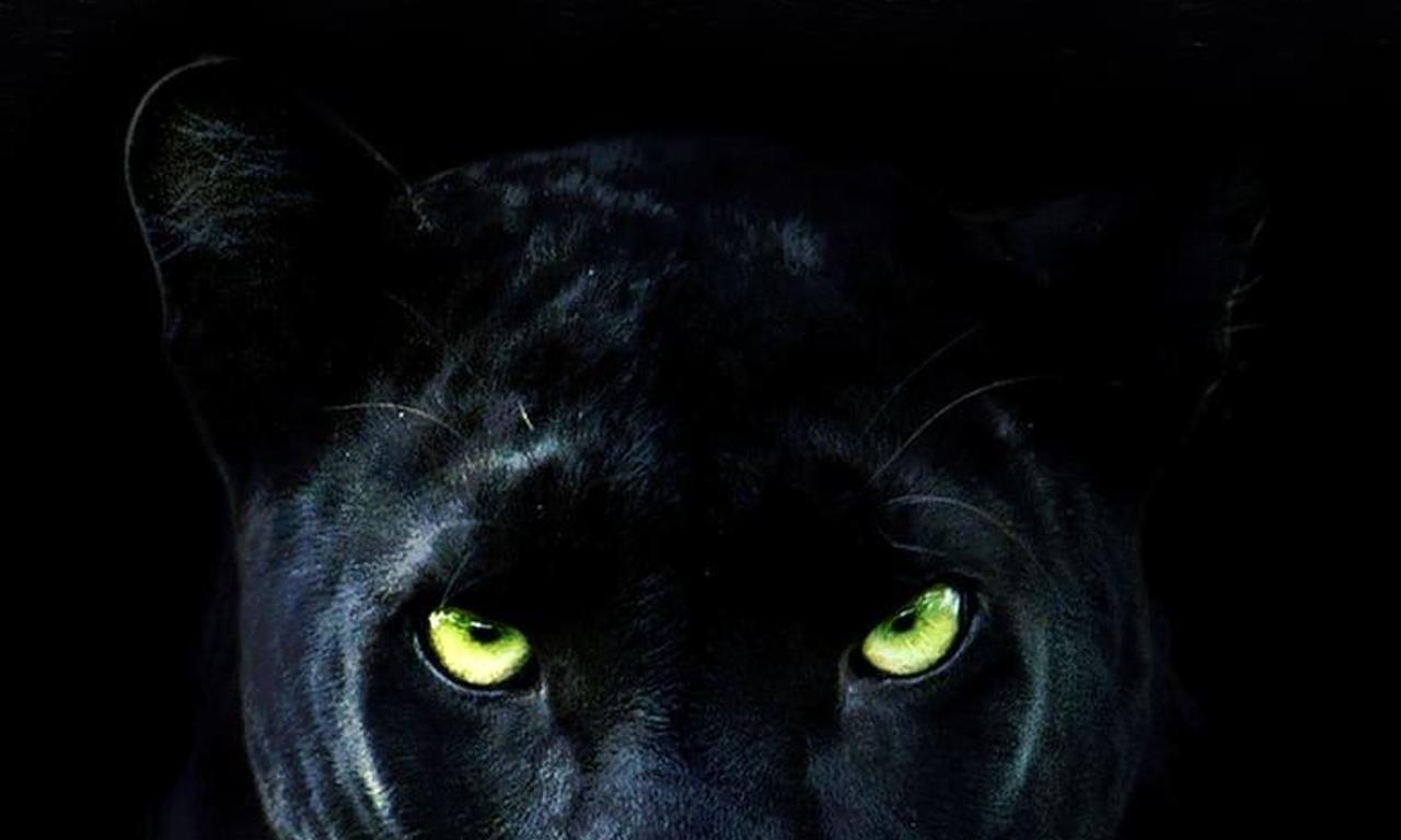 The Real Black Panther - Where to Watch and Stream Online ...