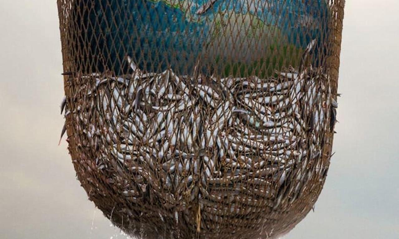 Seaspiracy - Where to Watch and Stream Online – Entertainment.ie