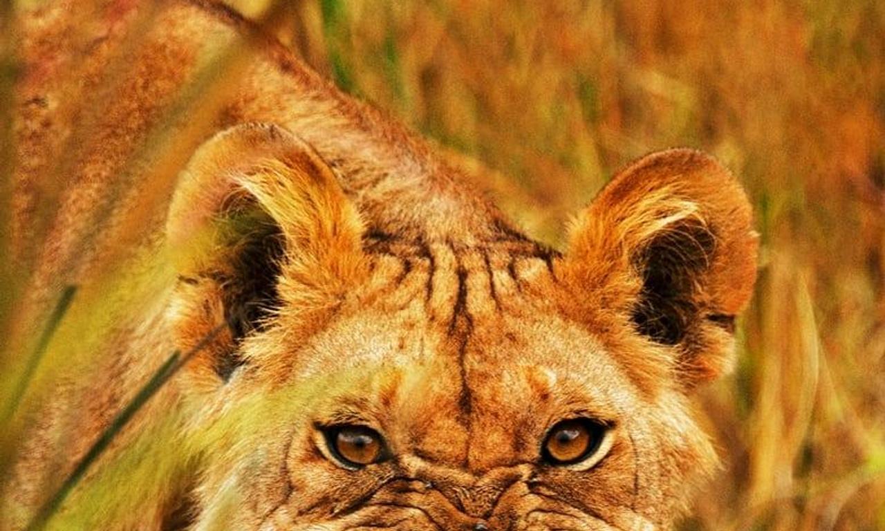 Secret Life of Predators - Where to Watch and Stream Online ...