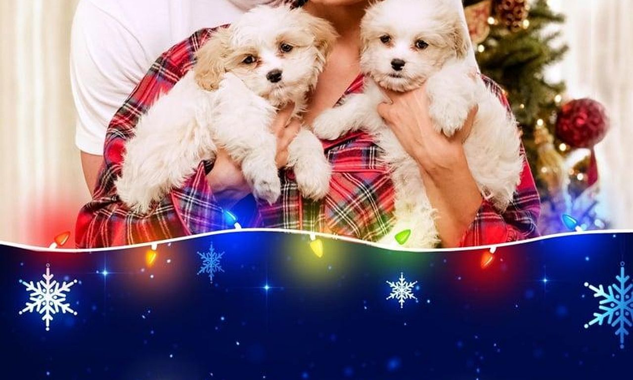 Christmas Unleashed - Where to Watch and Stream Online – Entertainment.ie