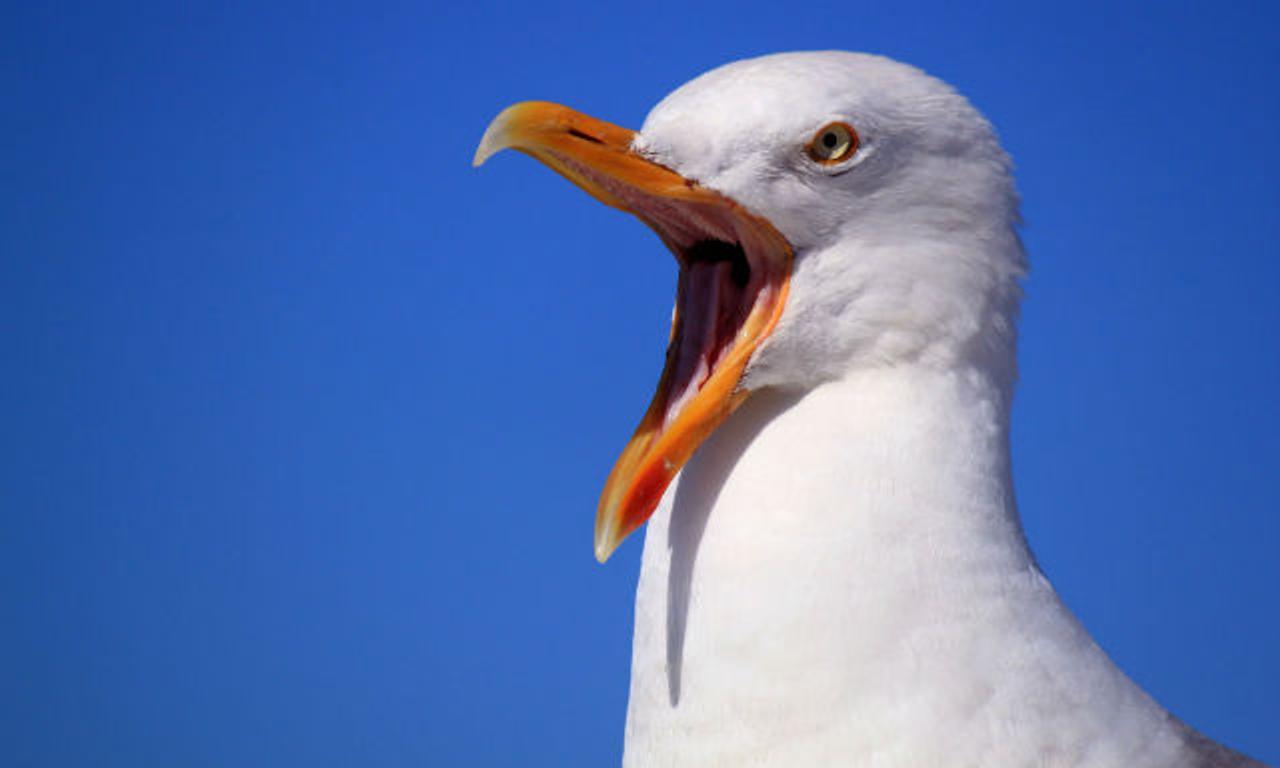 This brilliant photobomb shows precisely why seagulls are so damned ...