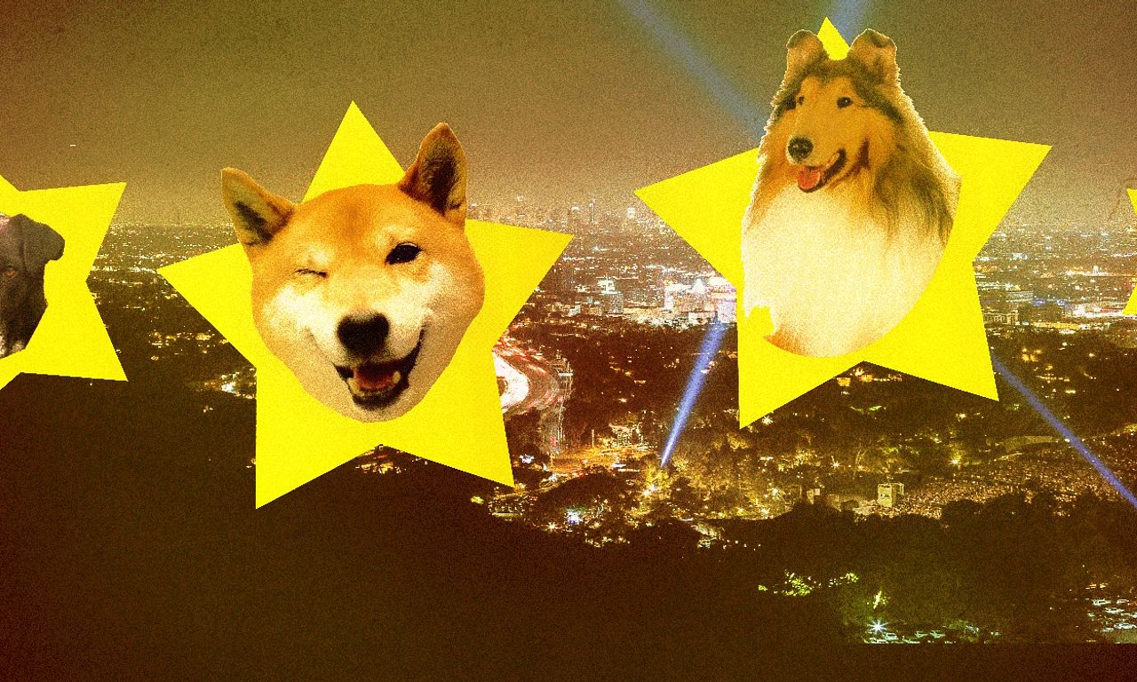 Want to know how to make your dog a star?