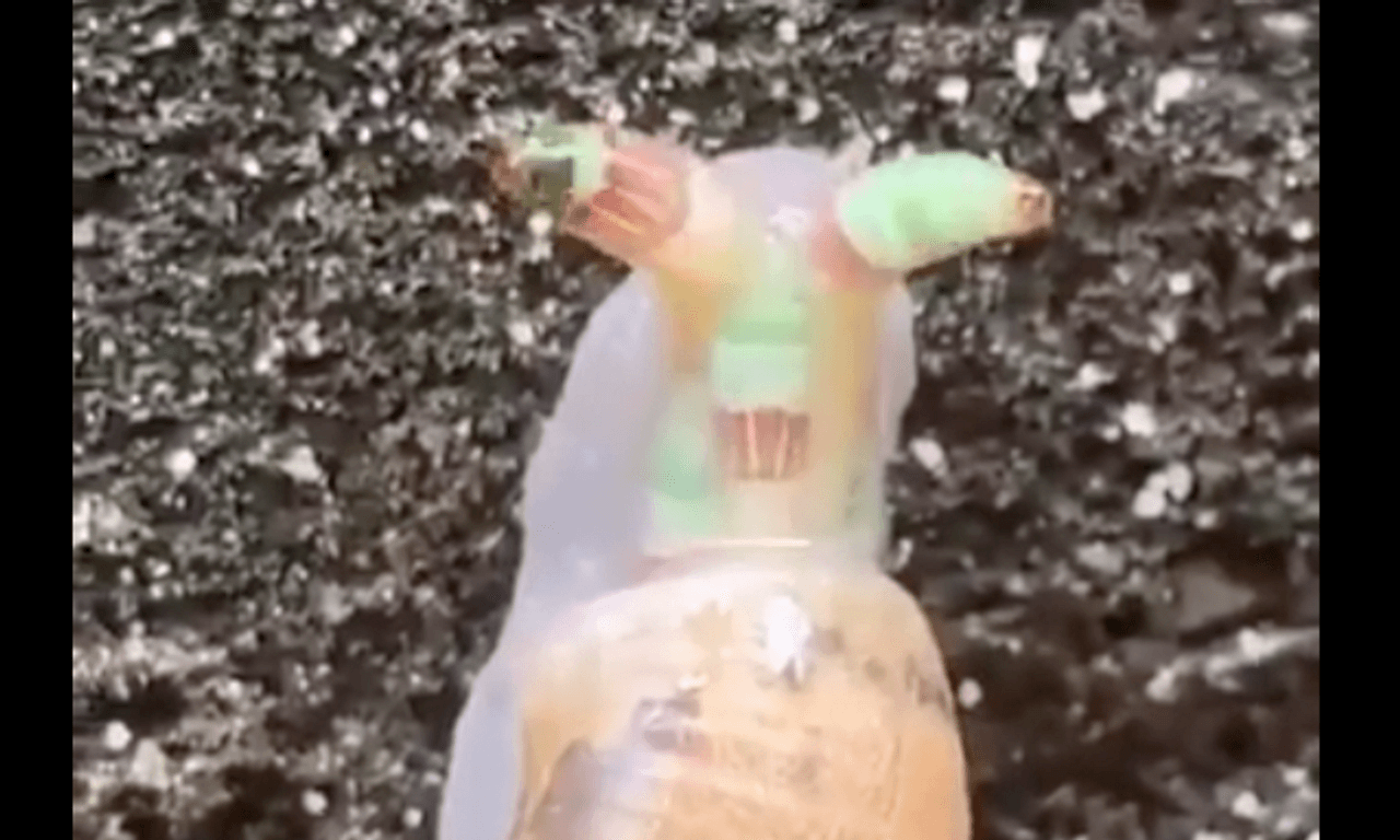The 'zombie snail' has gone viral and is the freakiest thing you'll see ...