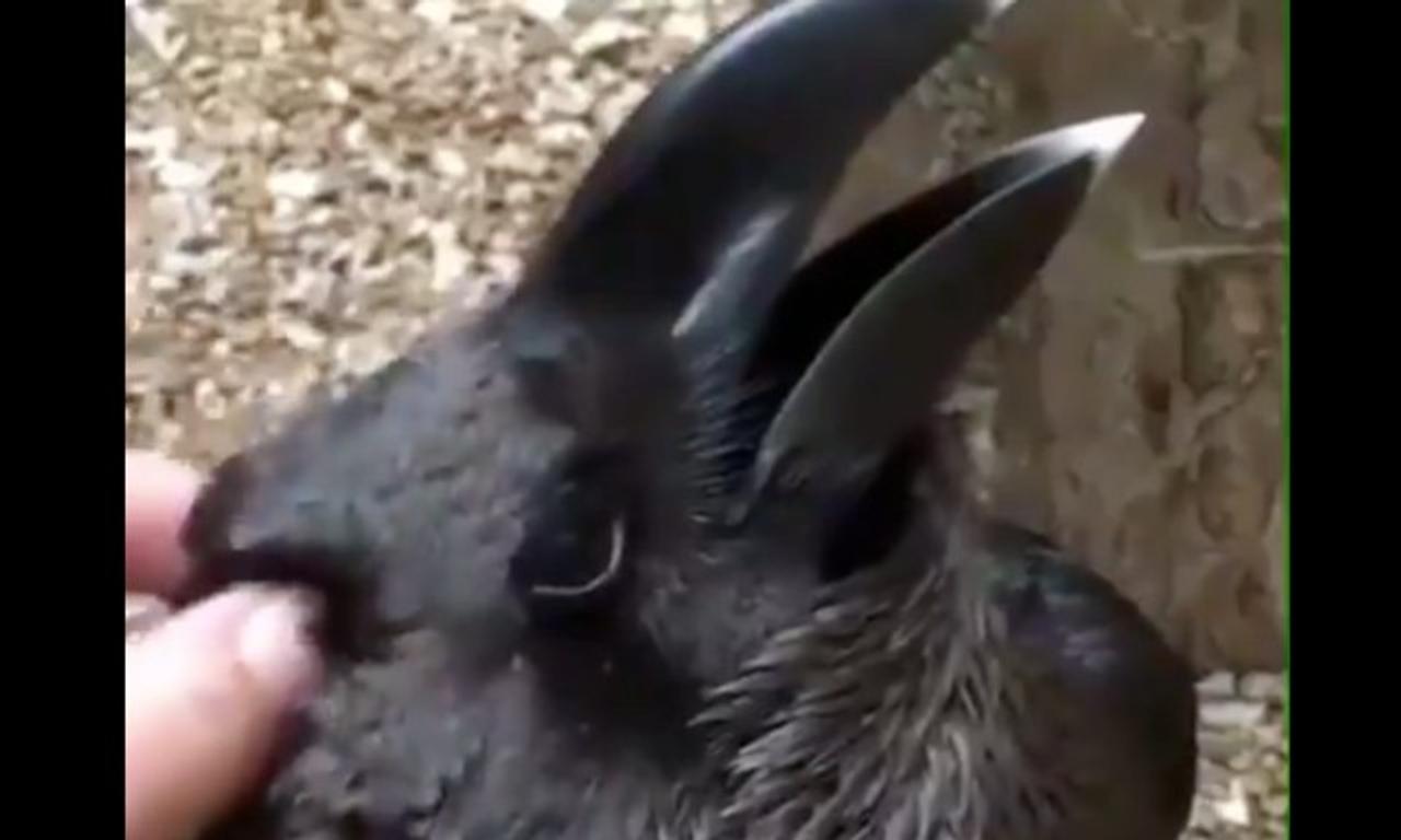 This 'rabbit or raven?' video is the latest optical illusion to confuse ...