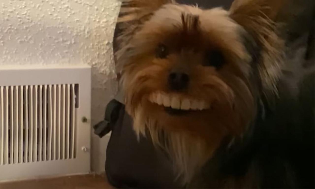 The hilarious Toothy Thomas is here to help you through hump day