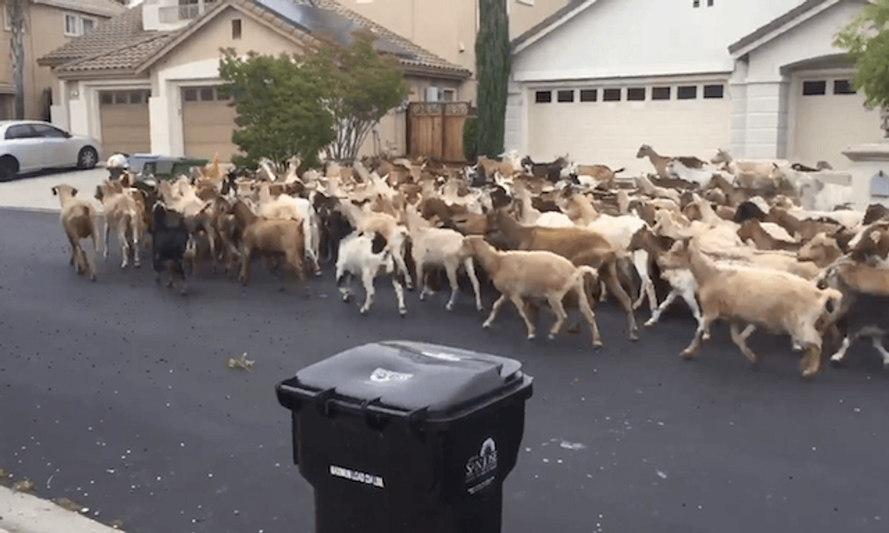 Another town overrun by goats, this time in California