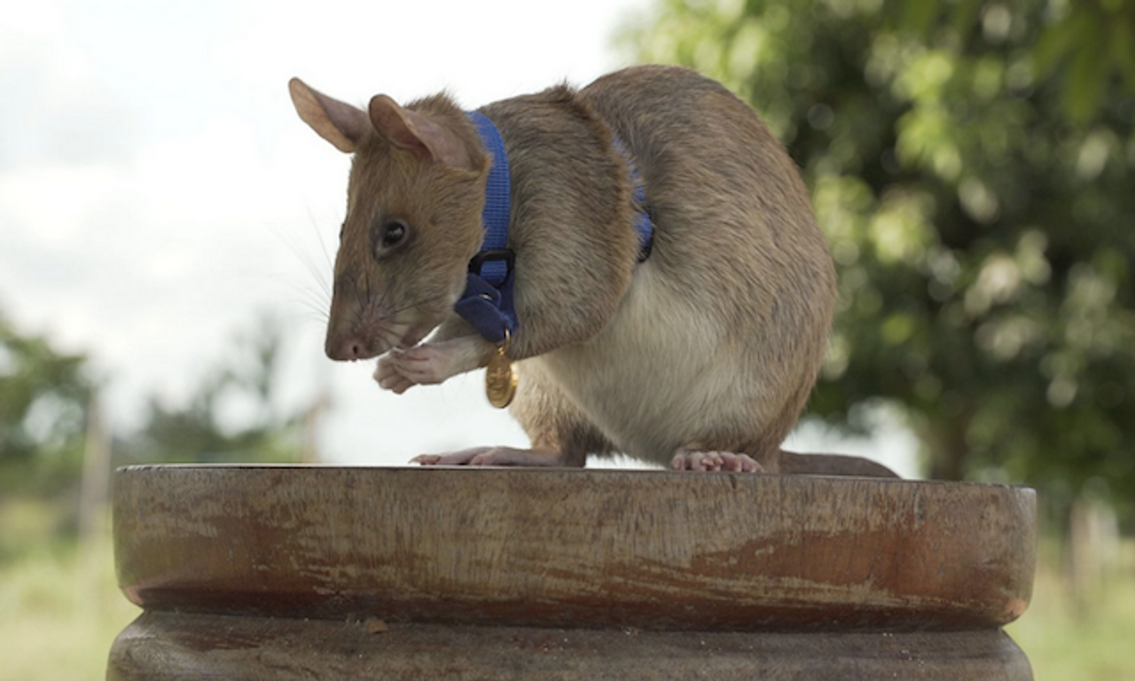 A rat has been awarded a gold medal for clearing landmines in Cambodia