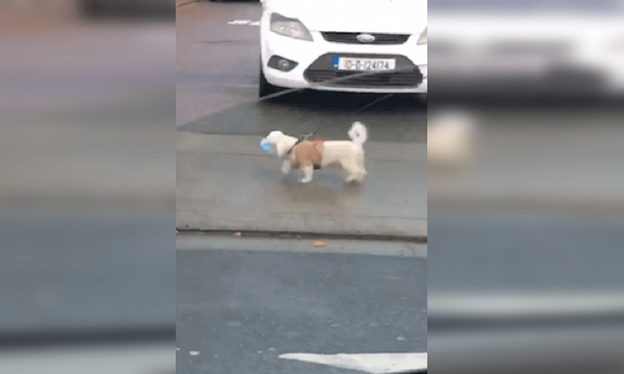 If this dog can wear a mask while out and about, so can you