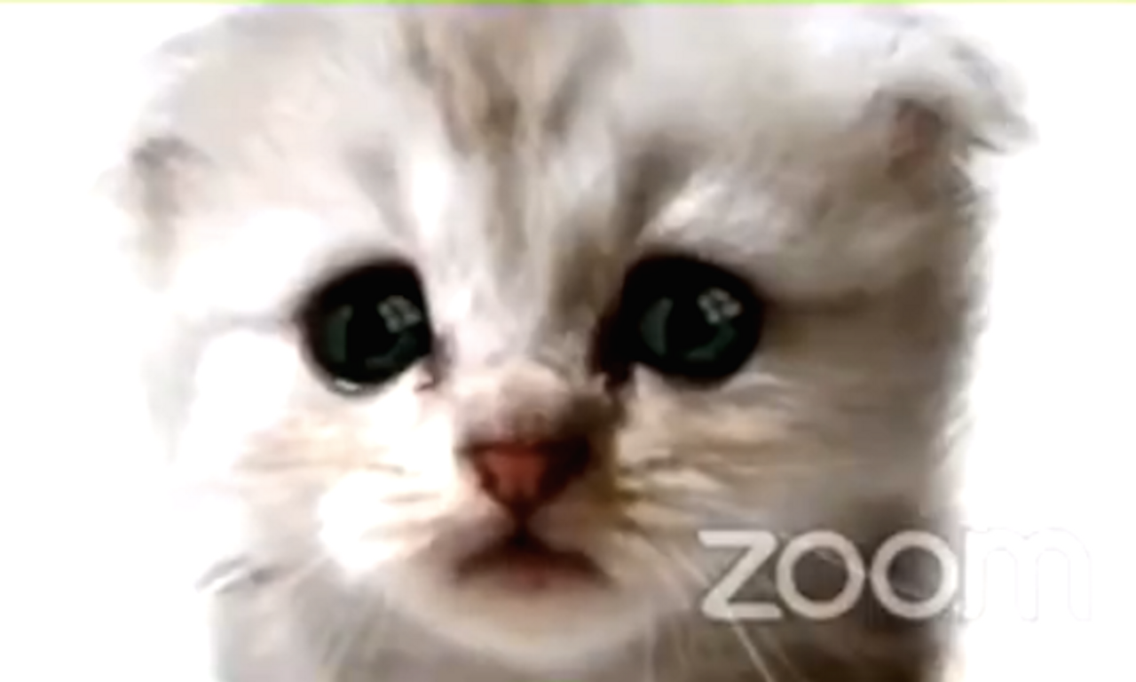 Here's that Zoom cat filter video everyone's talking about