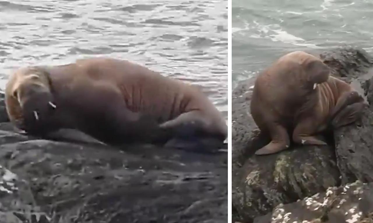 Ah sure everyone is loving the appearance of a walrus down in Kerry
