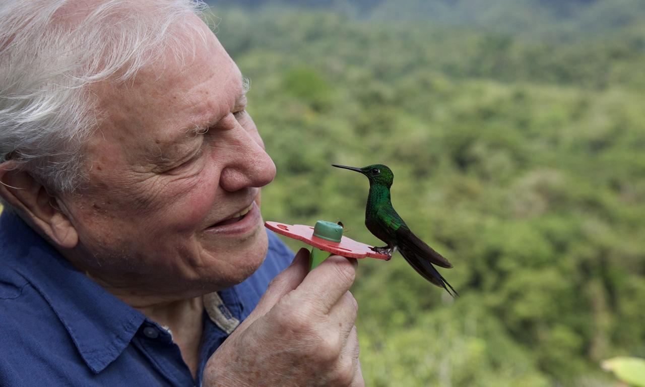 David Attenborough nature series 'Life in Colour' headed to Netflix