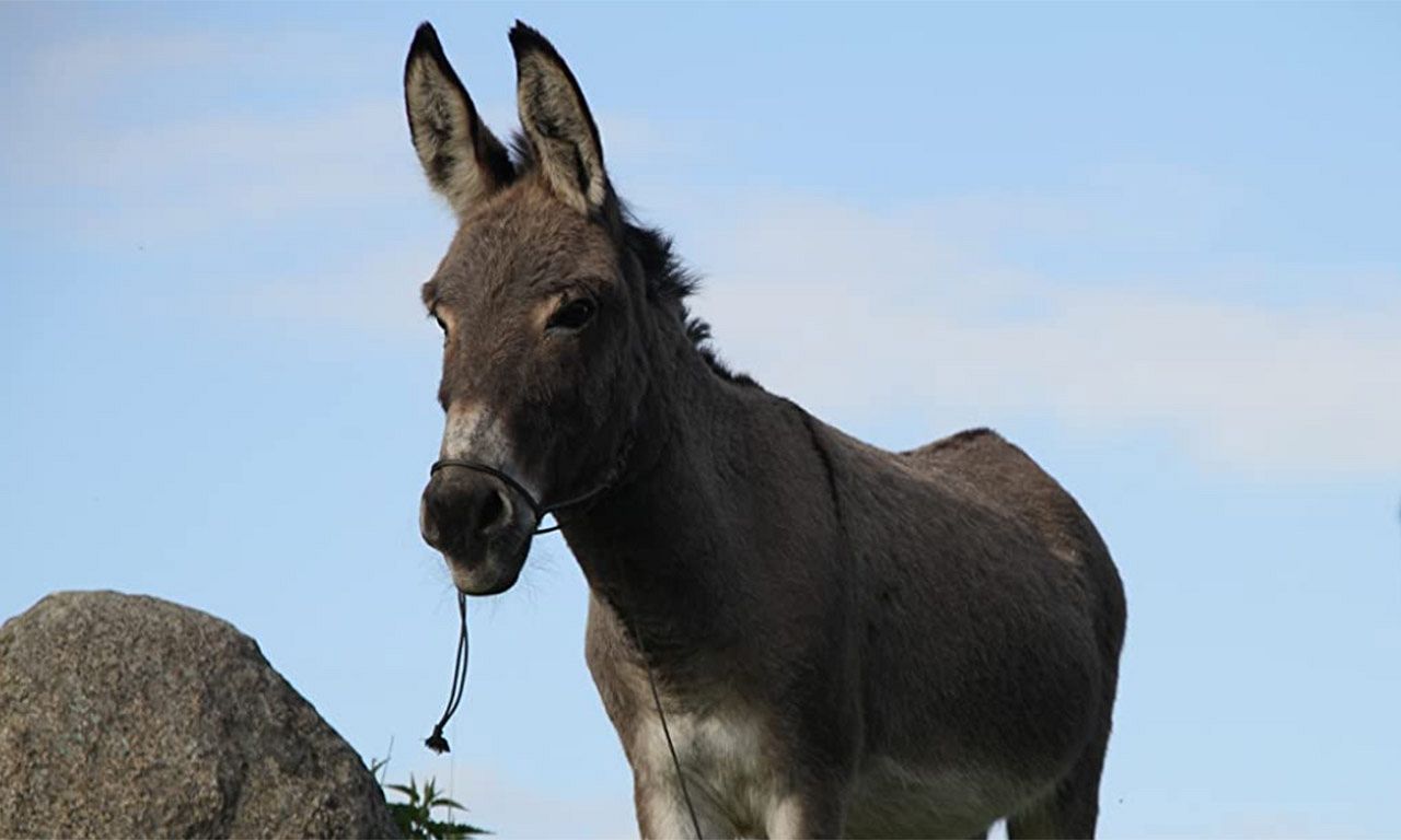 EO - Cinema, Movie, Film Review - Entertainment.ie